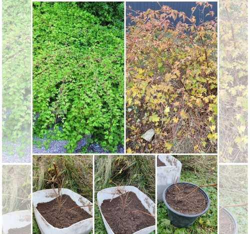 Стефанандра и камнеломка