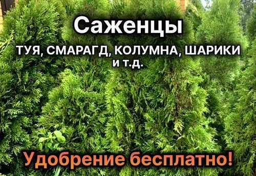 Туи туя смарагд