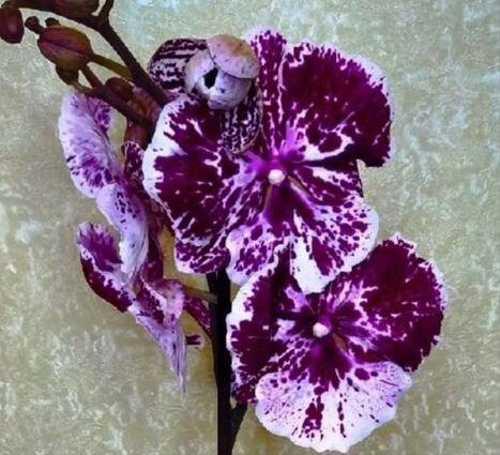 Орхидея фаленопсис биг лип, редкий сорт