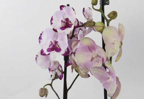 Орхидеи/Доставка