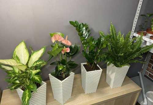Набор из 4х растений для офиса и дома
