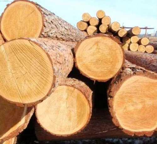 Сосна деловая древесина