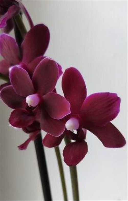 Орхидея фаленопсис Черная жемчужина
