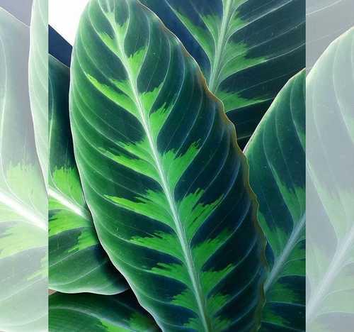 Калатея Варшевича (calathea warscewiczii) детки