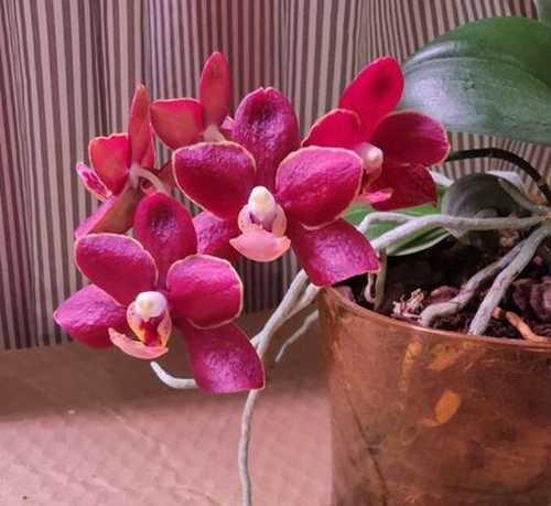 Орхидея фаленопсис Эсми