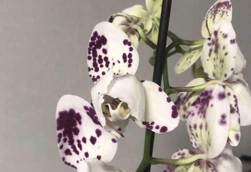 Орхидея фаленопсис пелор Марракеш