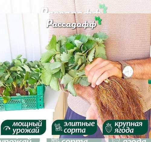 Рассада клубники фриго