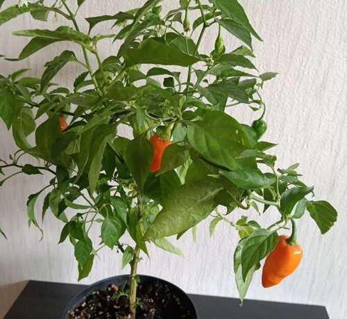 Перец хабанеро (фото растений в продаже)