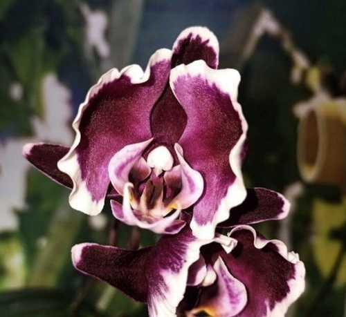 Орхидея фаленопсис Summer Breath