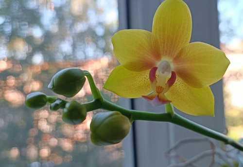 Орхидея фаленопсис allura victorias glory