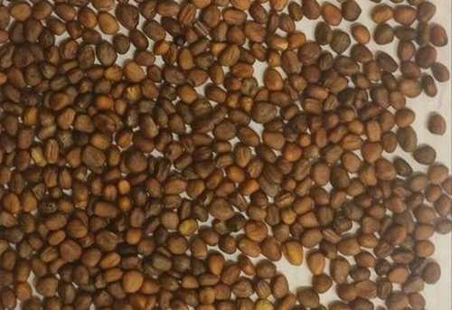 Семена редьки масличной сорт Альфа рс1