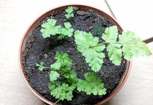 Растения для флорариума — молодые папоротники