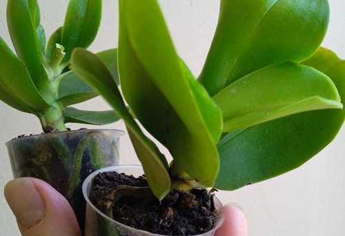 Орхидея мини