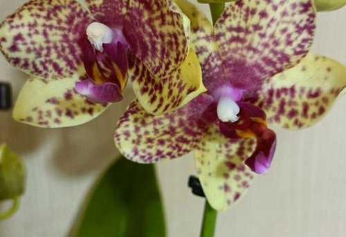 Орхидея цветущая Гроссето