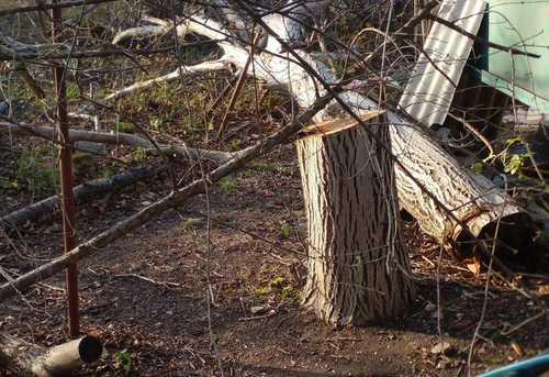 Дрова бесплатно самовывоз