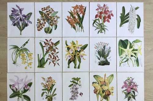 Орхидеи ботаническая иллюстрация винтаж