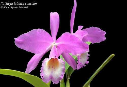 Орхидея Каттлея - Cattleya labiata v. concolor
