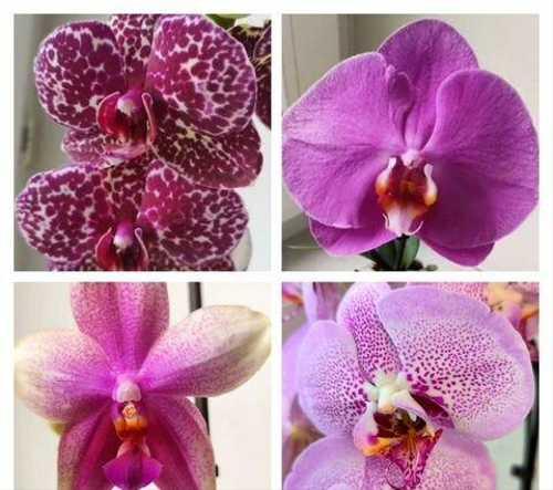 Орхидеи фаленопсис отцветашки