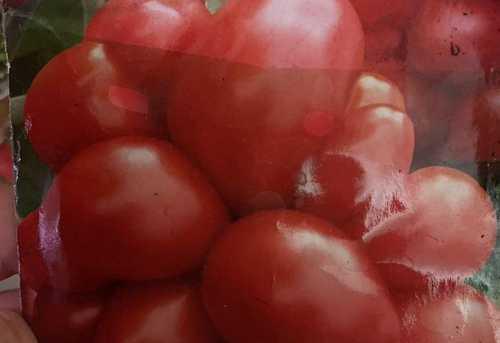Рассада помидор-томатов