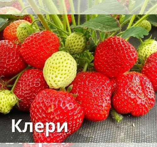 Земляника крупноплодная Клери