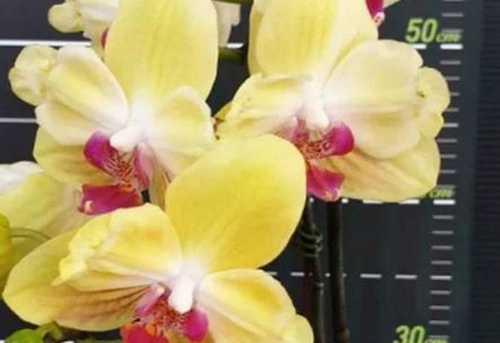 Орхидея бантик и брион