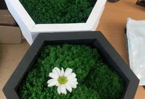 Вечно зеленый мох для спилы рейка декор интерьер