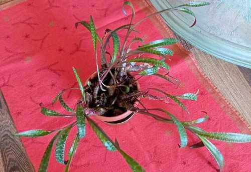 Ледебурия африканская комнатное растение