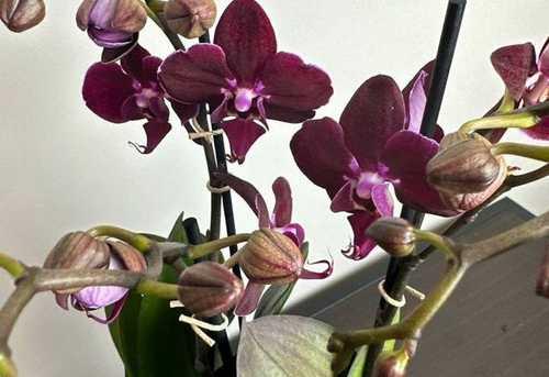 Орхидея фаленопсис бархатный темный