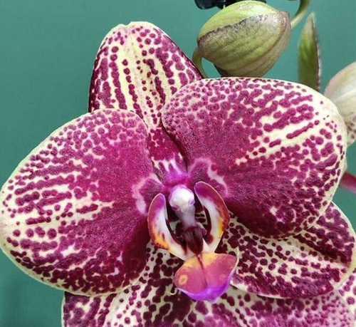Орхидея фаленопсис Азиатский дракон
