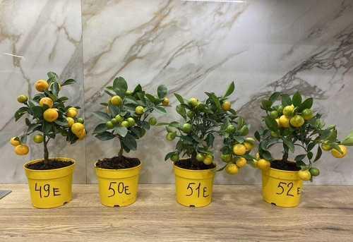Мандариновое дерево с плодами Лимоны