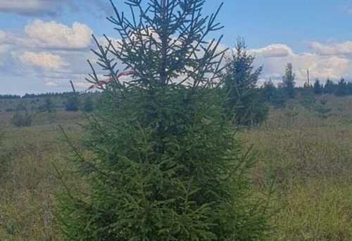 Саженцы хвойных деревьев ели,сосны и пихты