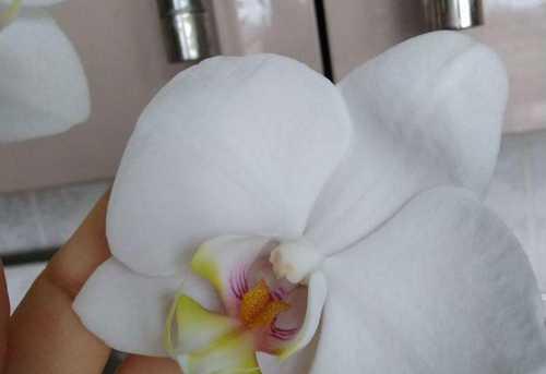 Орхидея фаленопсис белая