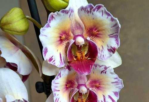 Орхидея фаленопсис бабочка 1 цв