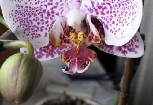 Орхидея фаленопсис детка бронь