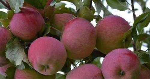 Саженцы яблони сорта "Родниковая"