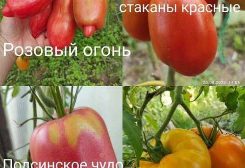 Семена редких и экзотических томатов и перцев