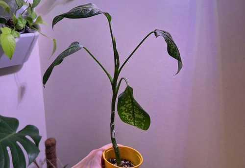 Растение диффенбахия
