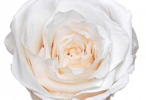 Роза Кремовая (5-6 см.) стабилизированная