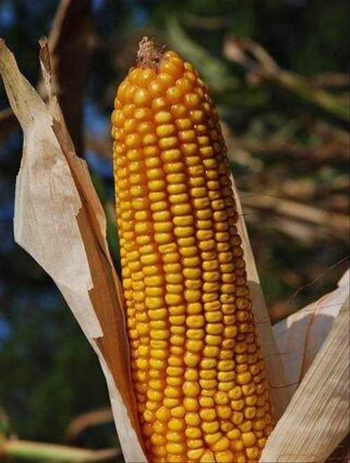 Семена кукурузы Краснодарский 194 (ранний)