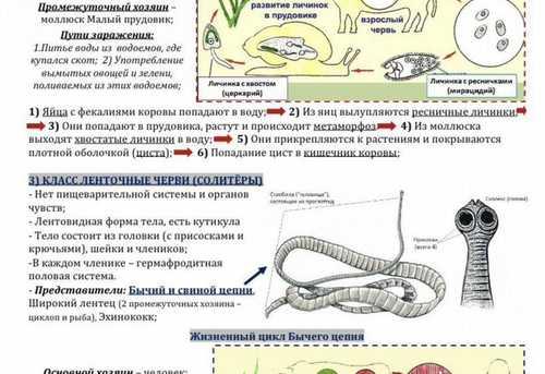 Шпаргалки егэ биология