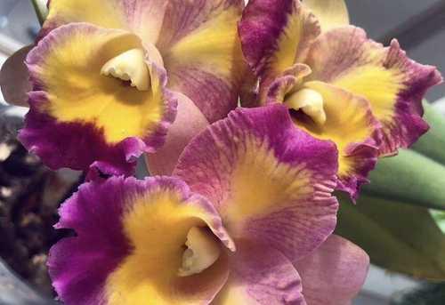 Орхидея каттлея (росток)