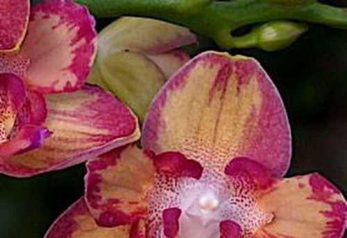 Орхидея фаленопсис пелорик Tying Shin Smart