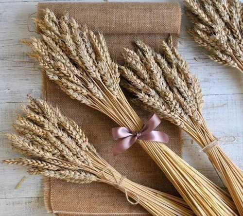 Колосья пшеница сухоцветы