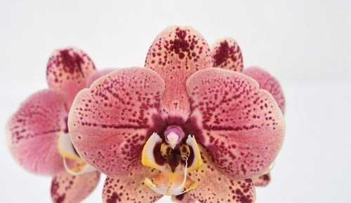 Орхидея Phal. JC73