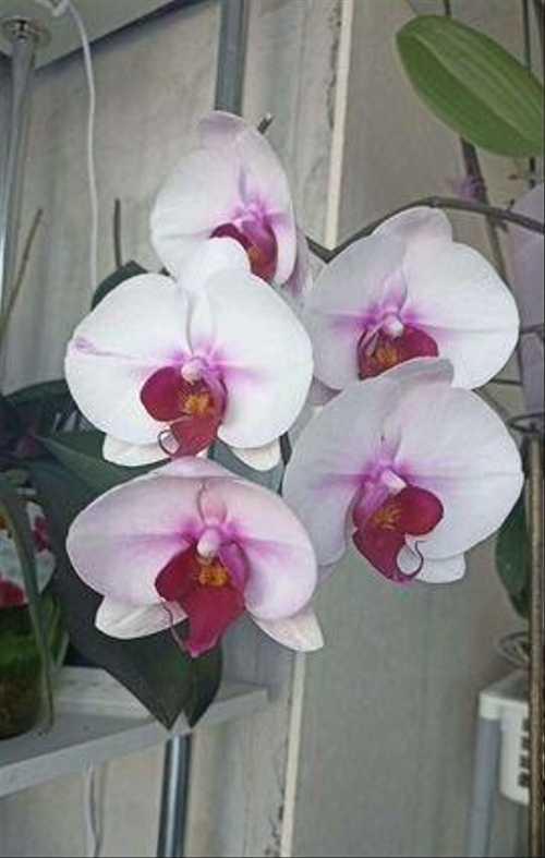 Орхидея фаленопсис Younghome Angel