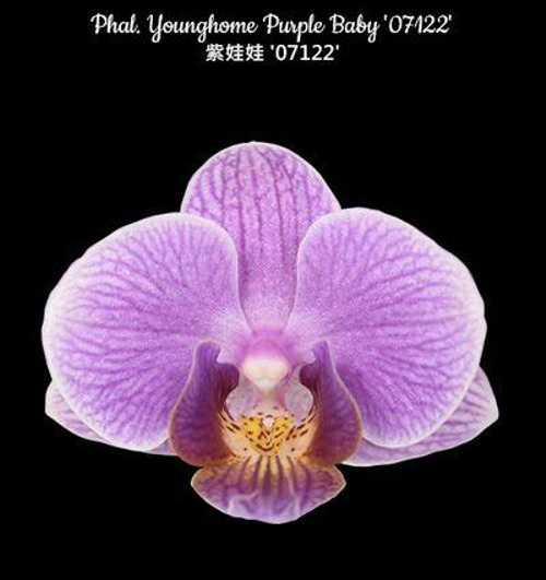 Орхидея Phal. Younghome Purple Baby '07122'