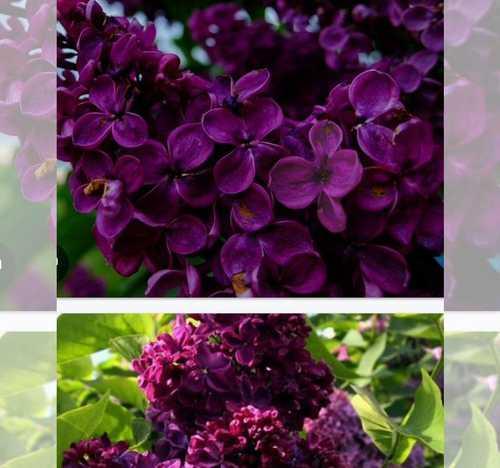 Бордовая сирень 3 года