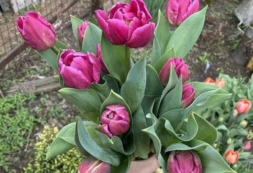 Тюльпаны на срез