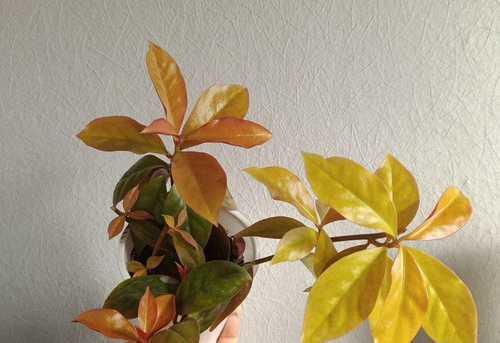 Переския, листовой кактус