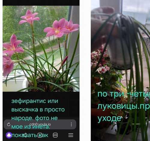 Комнатные цветы